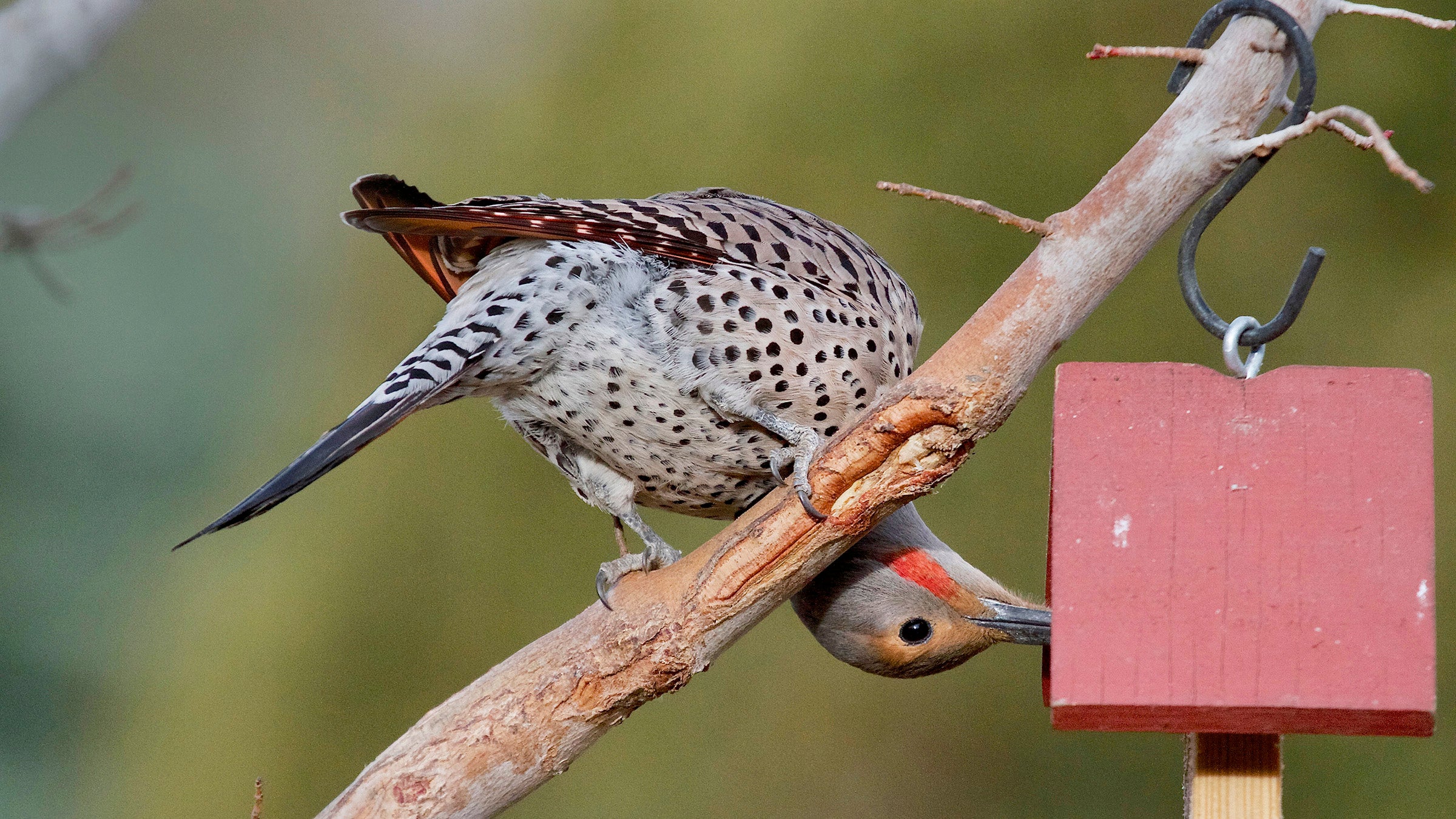 2017 Great Backyard Bird Count Summary | Audubon